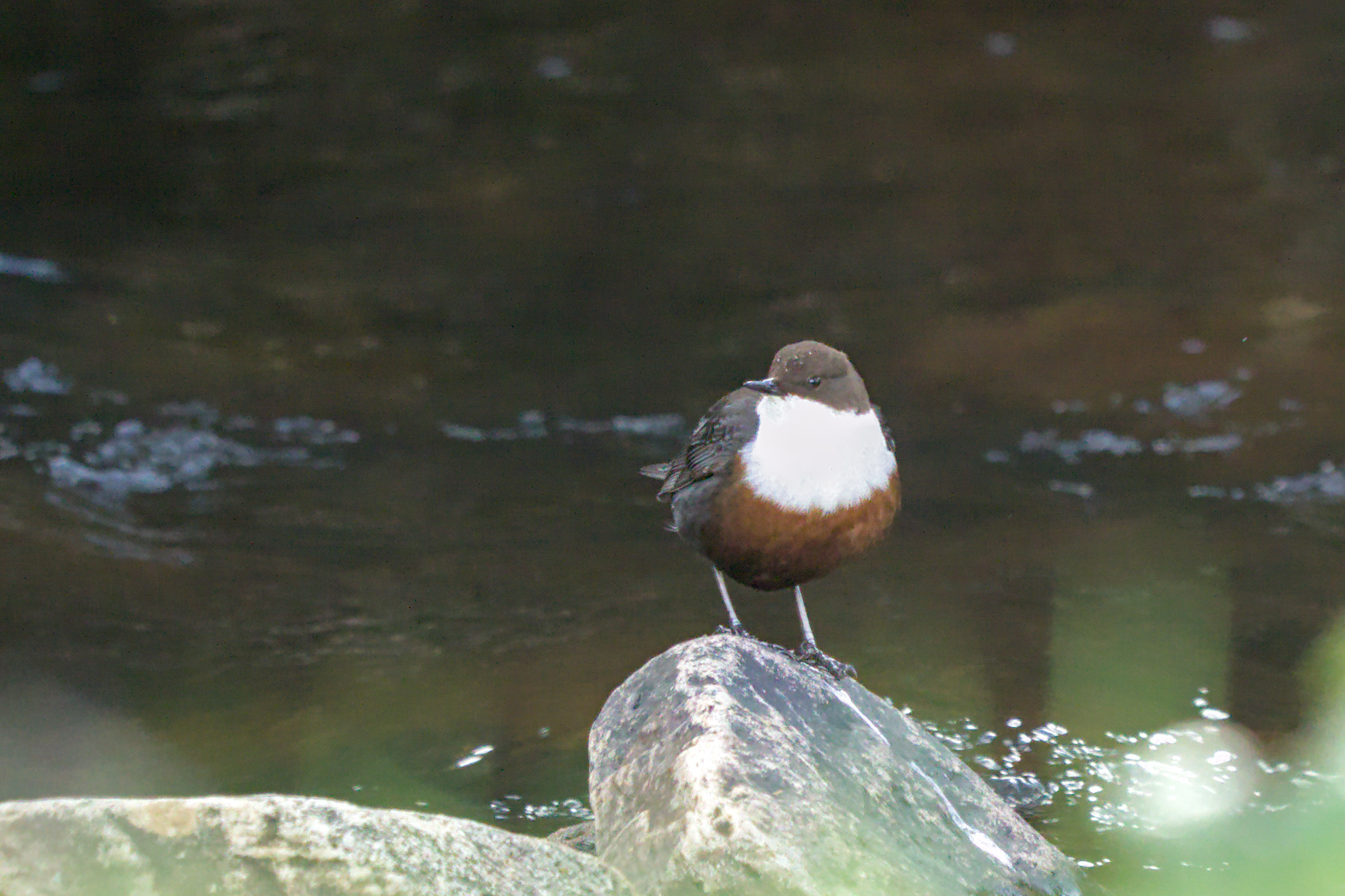 Denso Nature Reserve and along Gill Beck – Paul Marfell